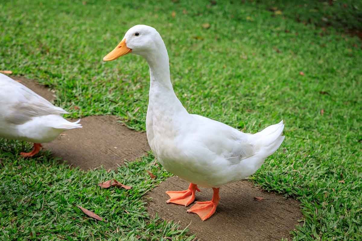 Πάπιες - Εκτροφή πάπιας και πώληση